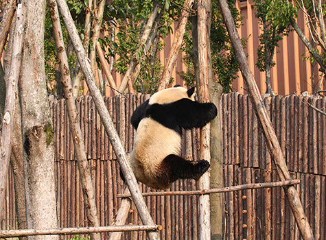 Cute Panda Mini-Backpack Girls Boys PU Leather Small Casual Shoulder ...